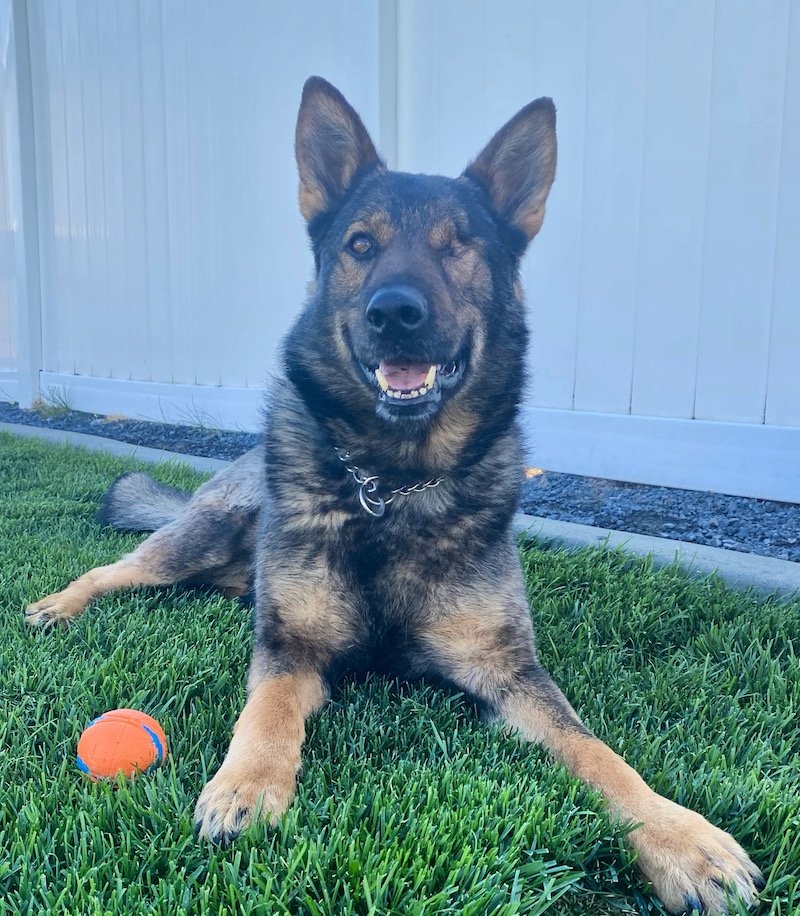 GAC Family honors America’s top-performing Police & Military K-9 Heroes