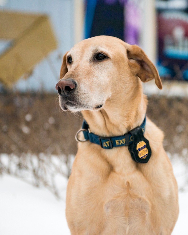 GAC Family honors America’s top-performing Police & Military K-9 Heroes