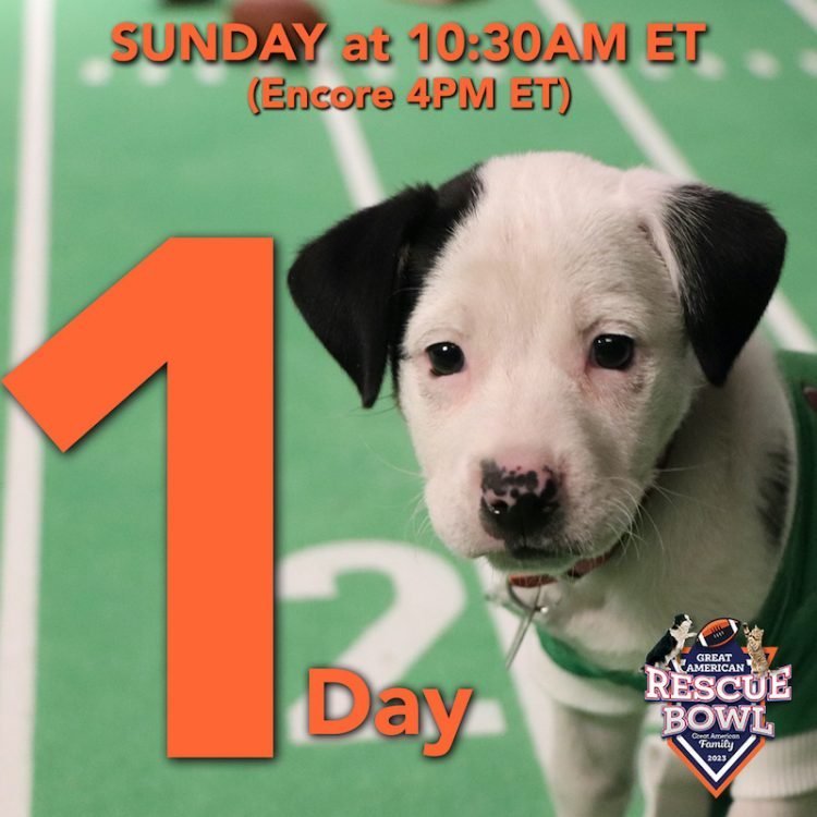 Great American Family presents "To the Rescue Pup-A-Thon 2023"